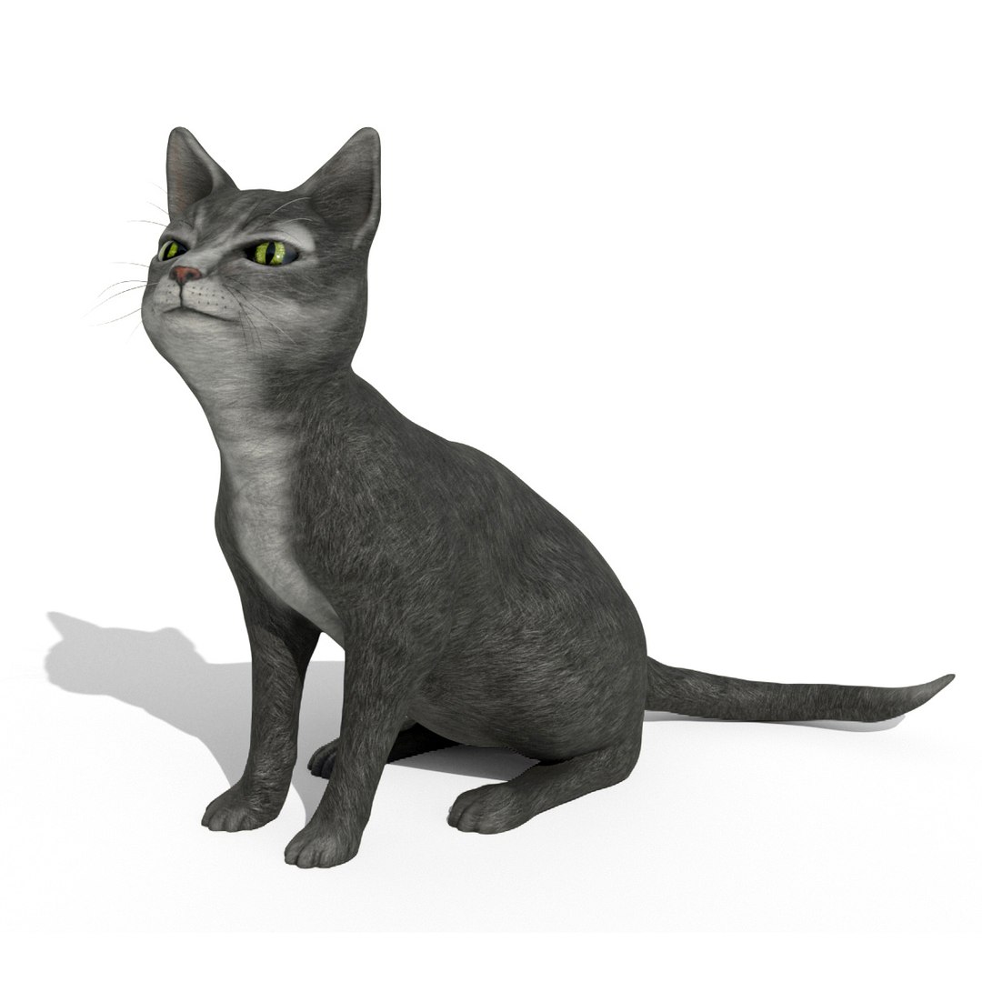 Cat Pet 3D Model - TurboSquid 1691246