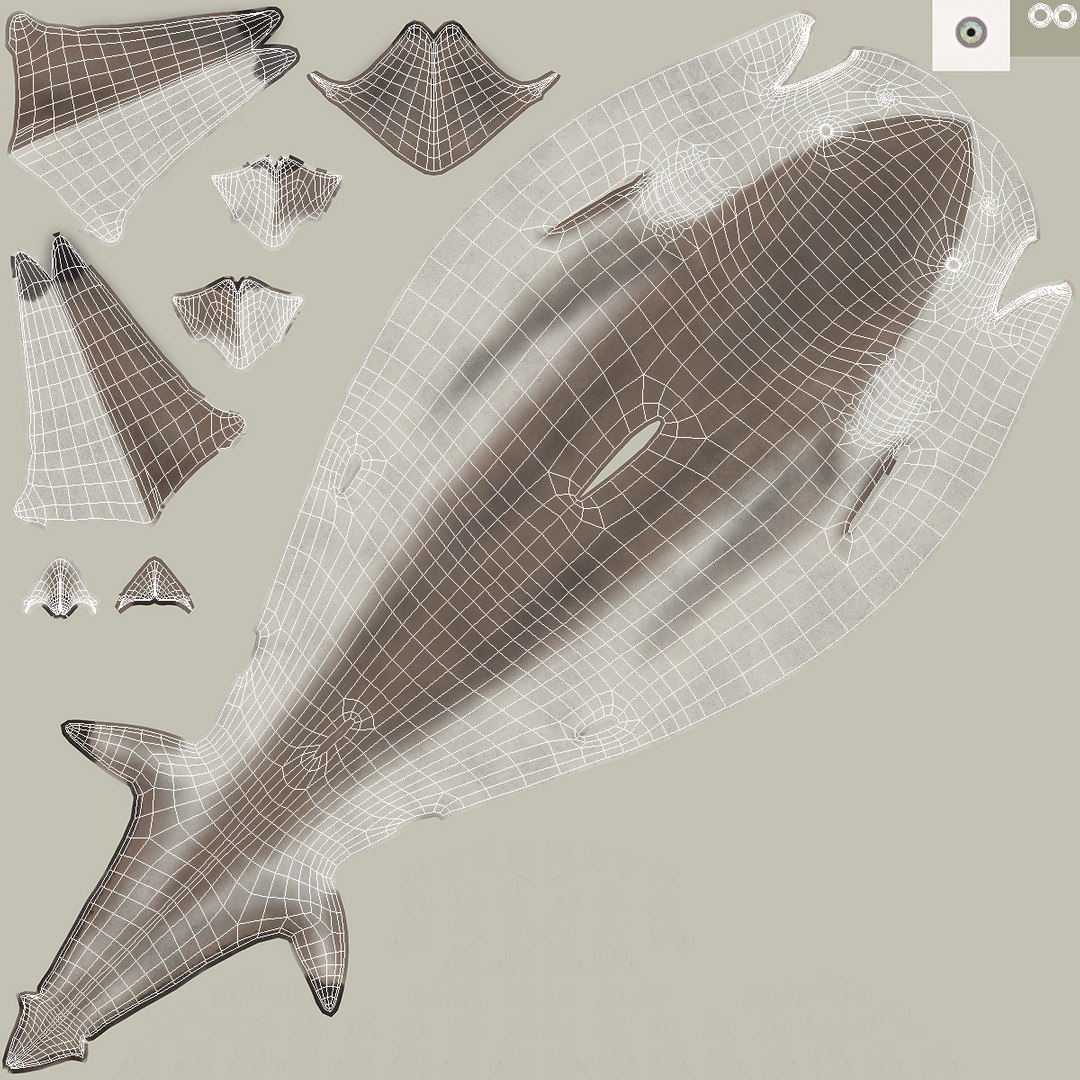 3D Realistic Spinner Shark Rigged For Cinema 4D - TurboSquid 2275996