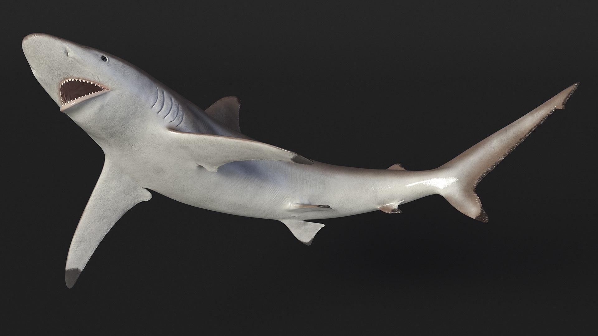 3D Realistic Spinner Shark Rigged For Cinema 4D - TurboSquid 2275996