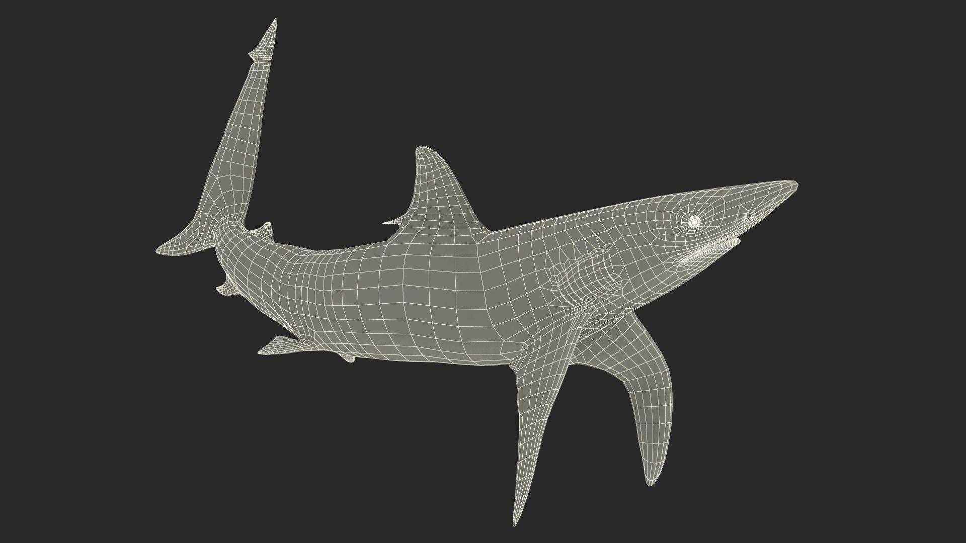3D Realistic Spinner Shark Rigged For Cinema 4D - TurboSquid 2275996