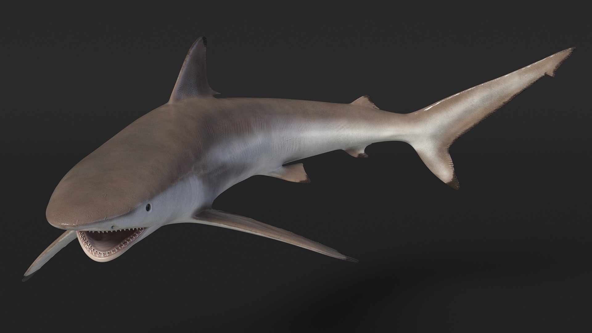3D Realistic Spinner Shark Rigged For Cinema 4D - TurboSquid 2275996