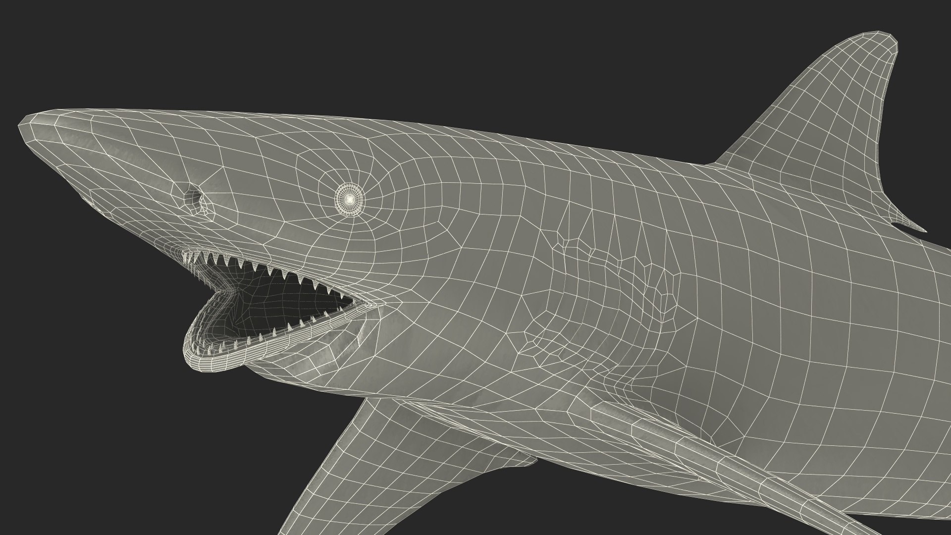 3D Realistic Spinner Shark Rigged For Cinema 4D - TurboSquid 2275996