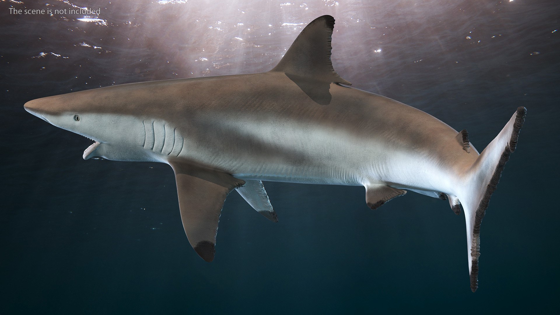 3D Realistic Spinner Shark Rigged For Cinema 4D - TurboSquid 2275996