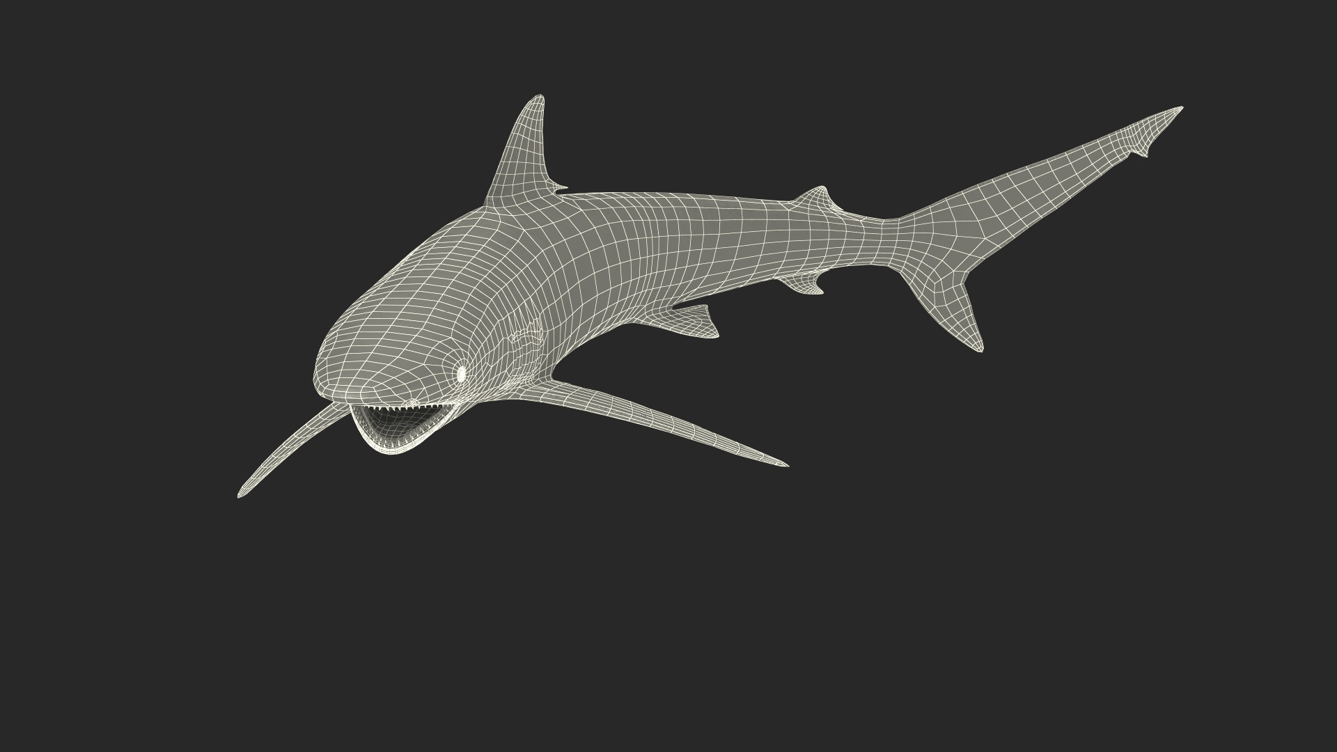 3D Realistic Spinner Shark Rigged For Cinema 4D - TurboSquid 2275996