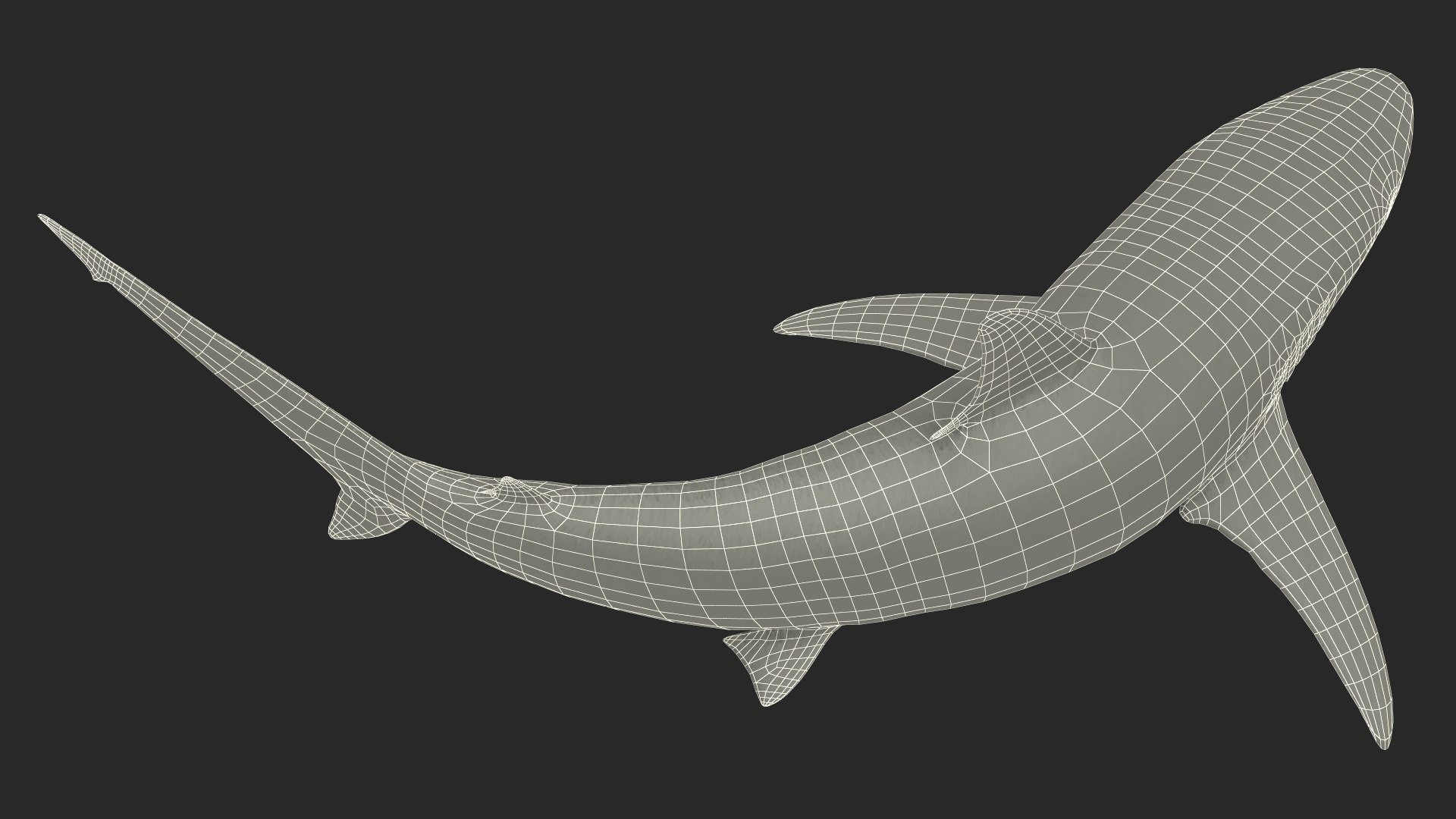 3D Realistic Spinner Shark Rigged For Cinema 4D - TurboSquid 2275996