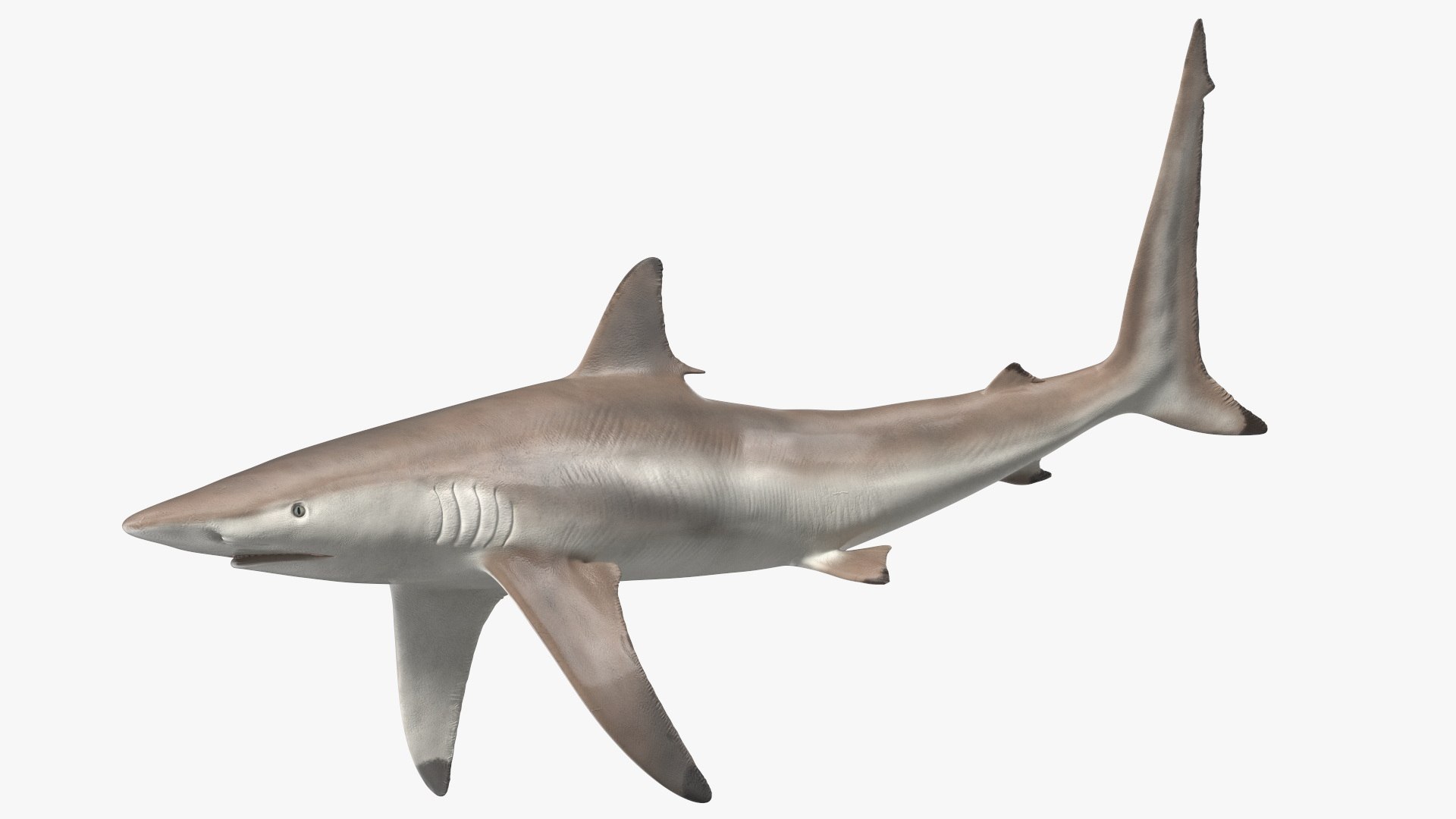 3D Realistic Spinner Shark Rigged For Cinema 4D - TurboSquid 2275996