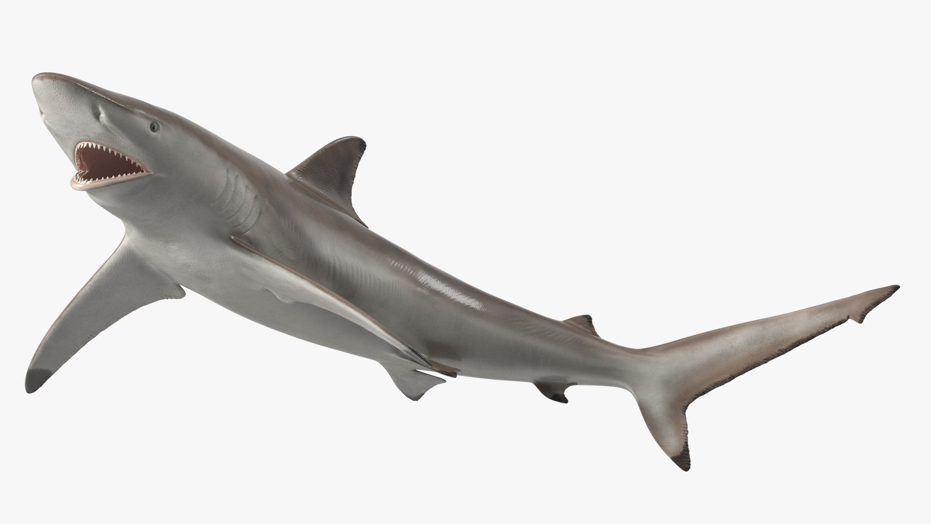 3D Realistic Spinner Shark Rigged For Cinema 4D - TurboSquid 2275996