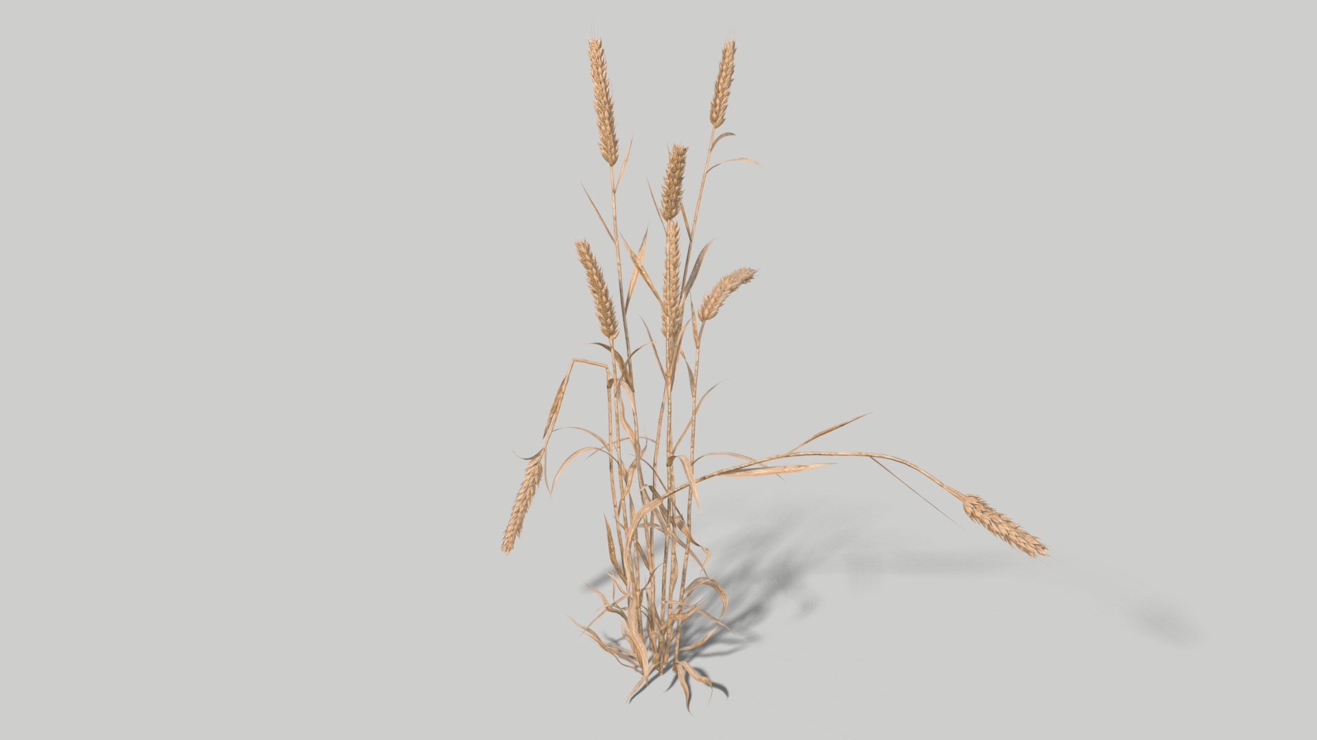Wheat 3D Model - TurboSquid 2234979