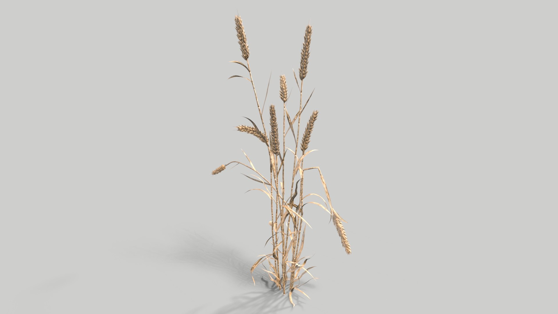 Wheat 3D Model - TurboSquid 2234979