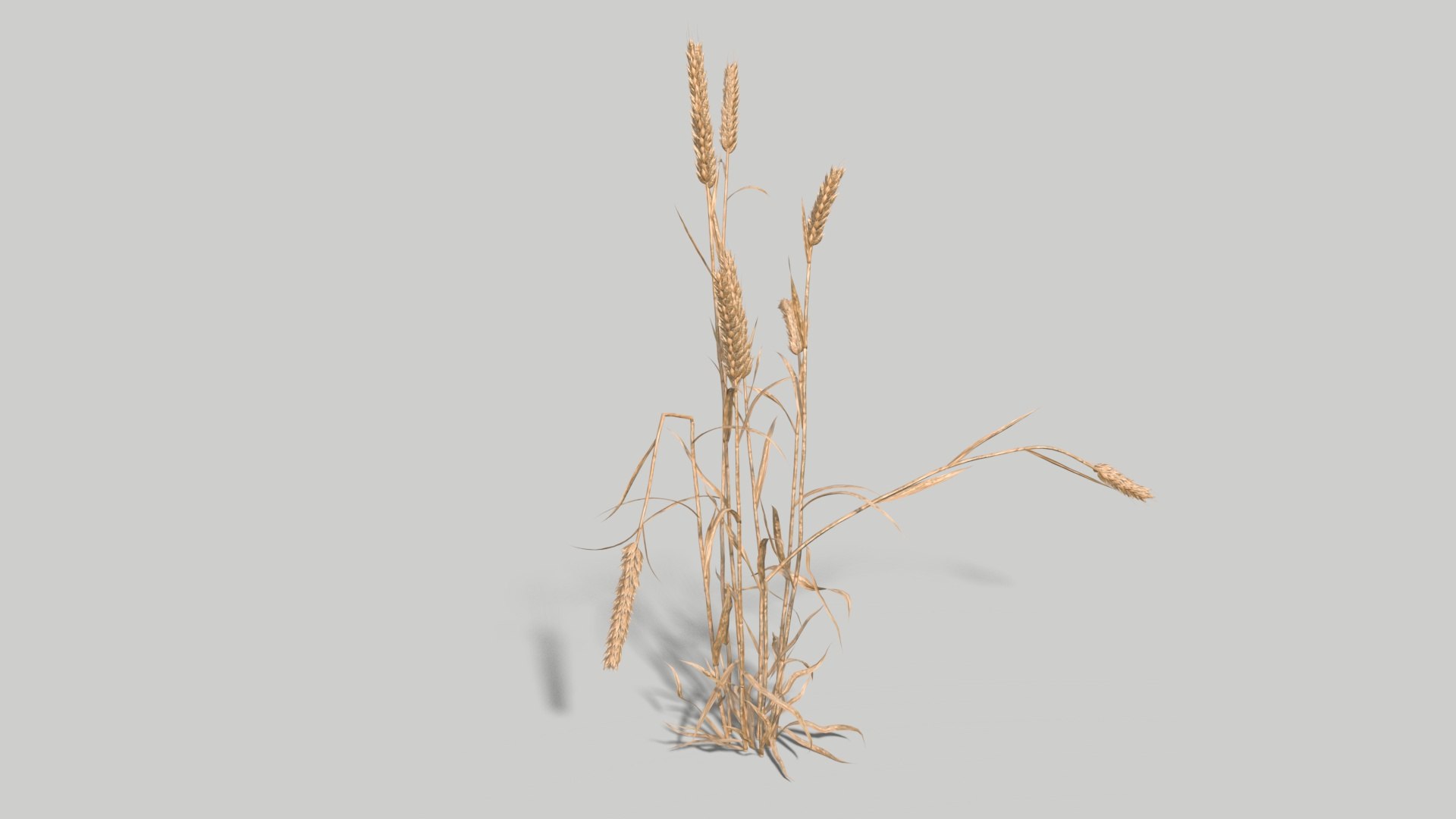 Wheat 3D Model - TurboSquid 2234979
