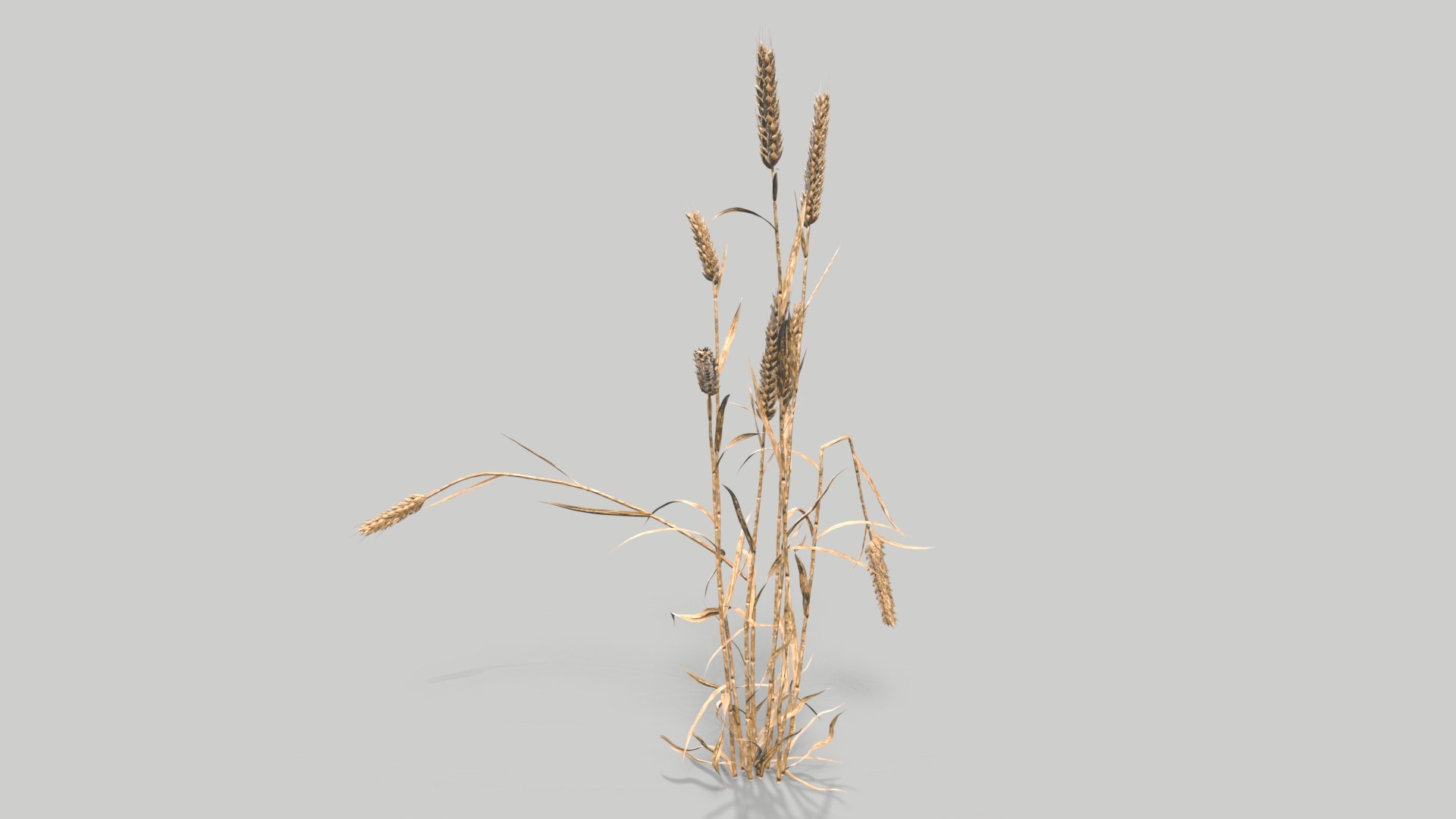 Wheat 3D Model - TurboSquid 2234979