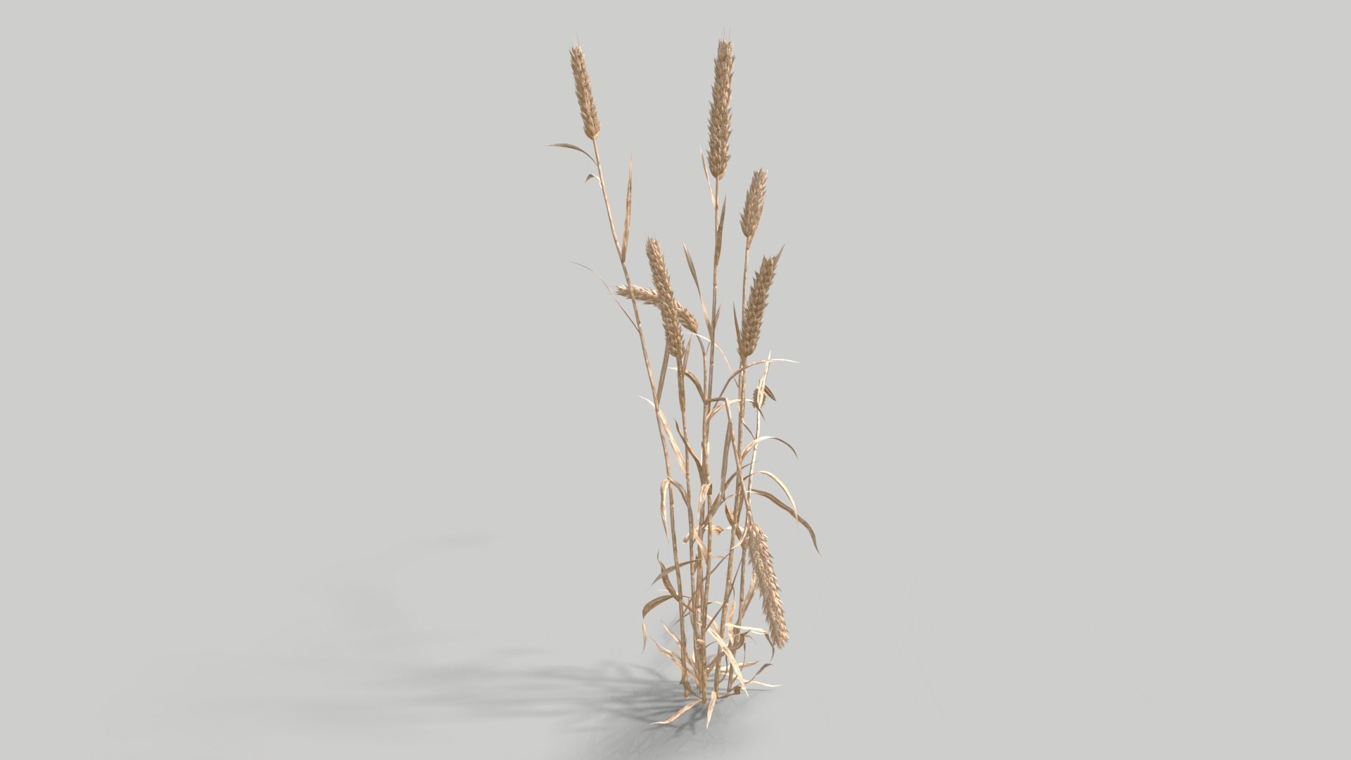 Wheat 3D Model - TurboSquid 2234979