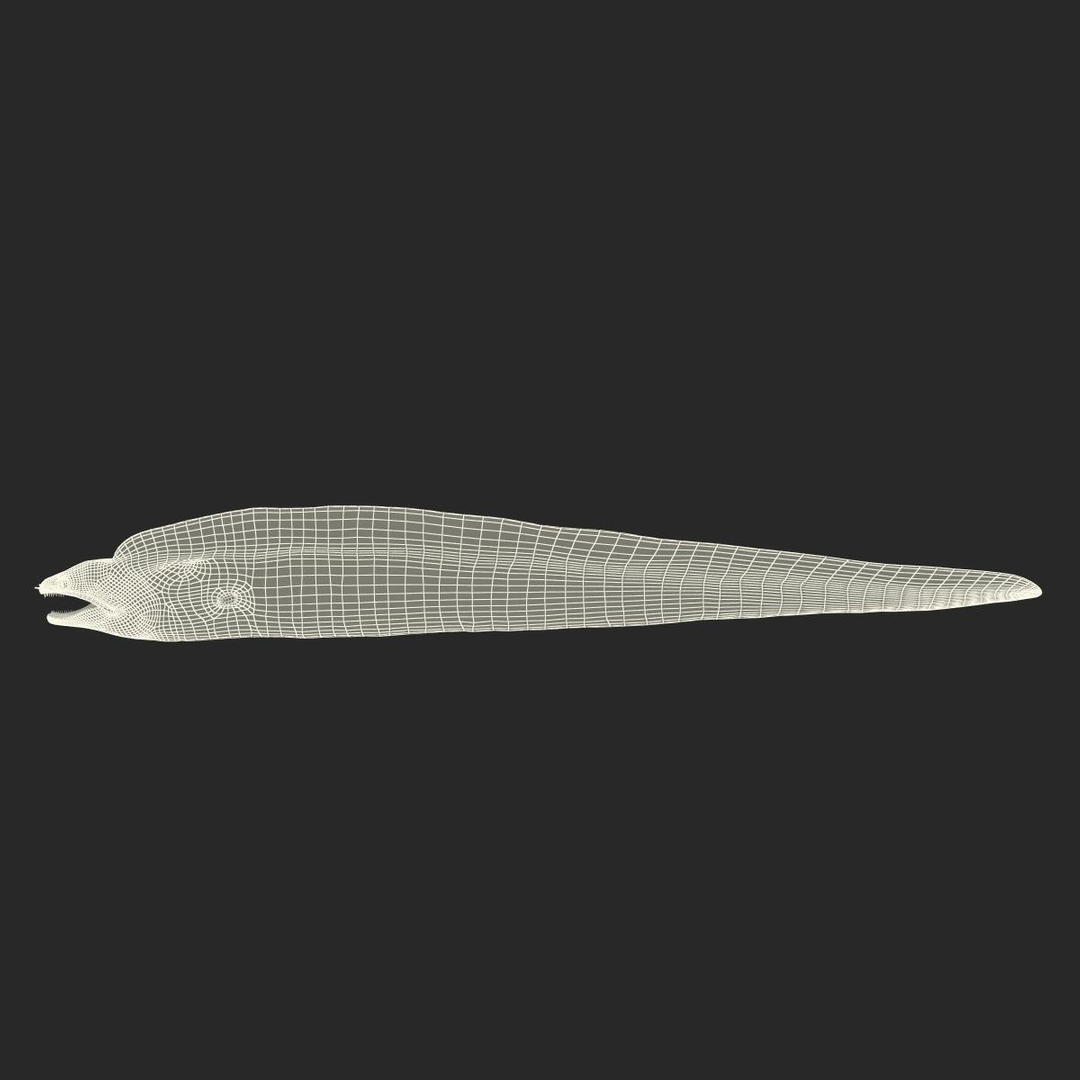 3d Model Moray Eel