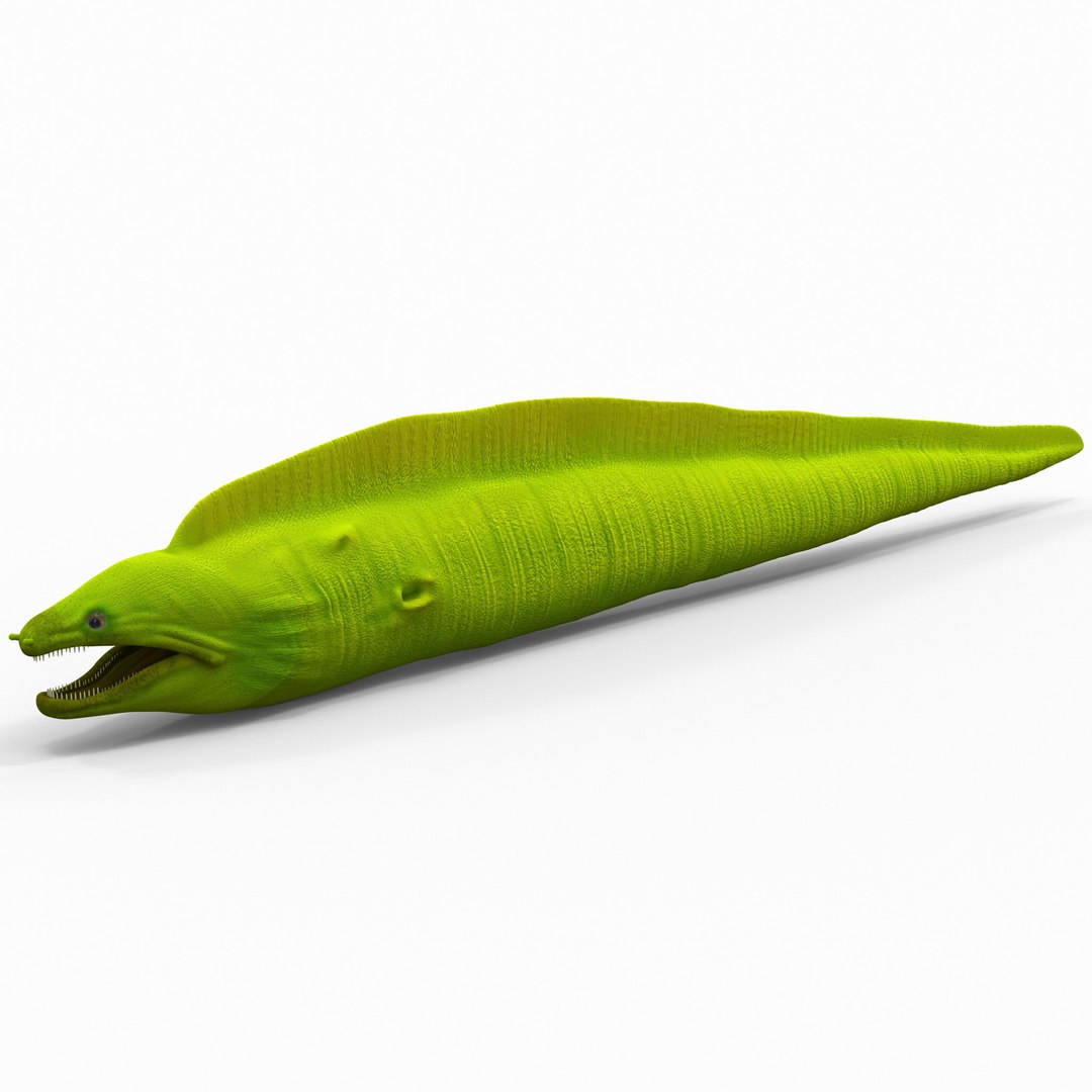 3d Model Moray Eel