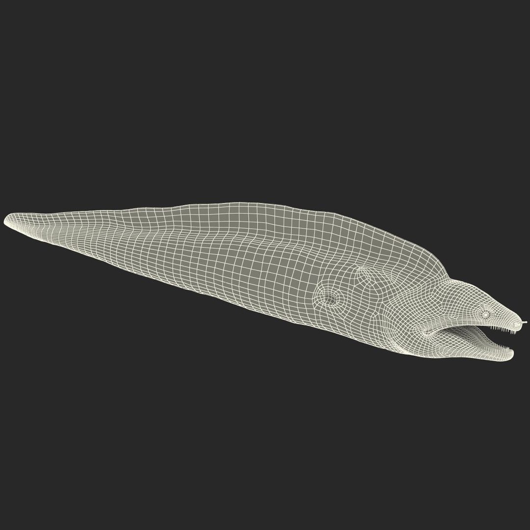 3d Model Moray Eel