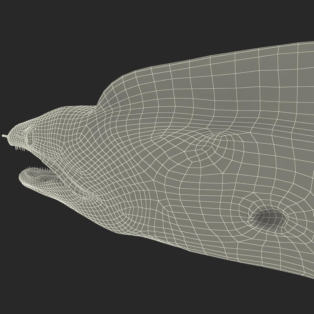 3d Model Moray Eel