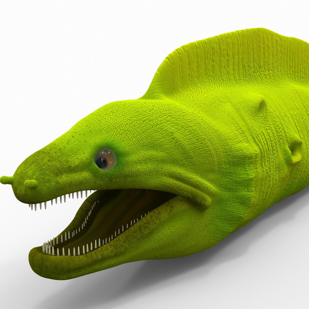 3d Model Moray Eel