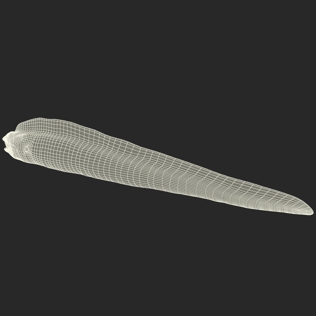 3d Model Moray Eel