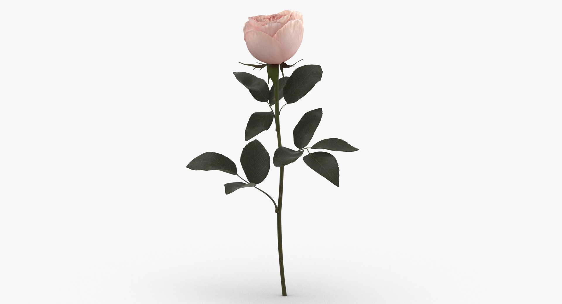 3D model garden rose - TurboSquid 1592521