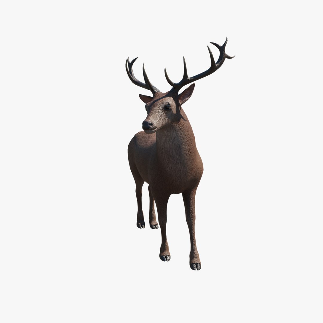 3D Deer Model - TurboSquid 2119450