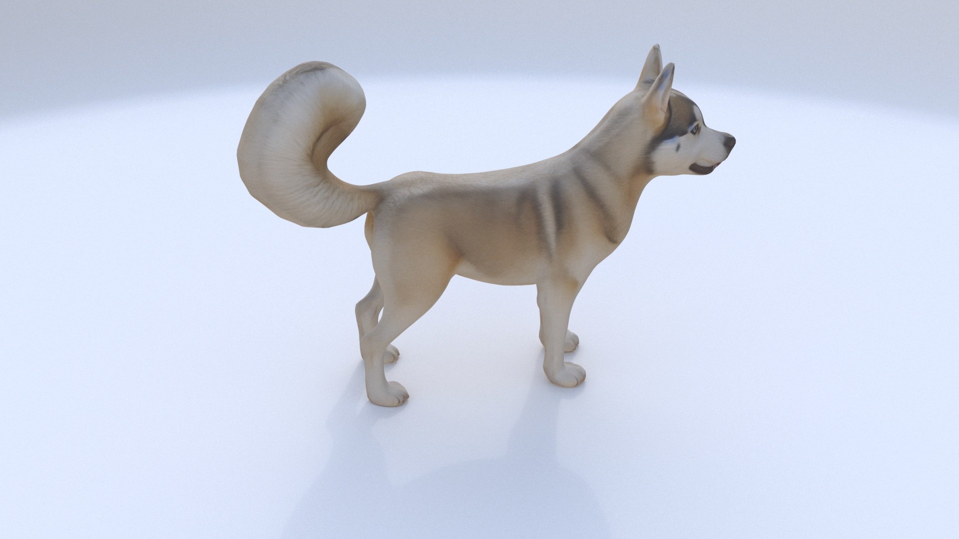 3D Siberian Husky - TurboSquid 2333766