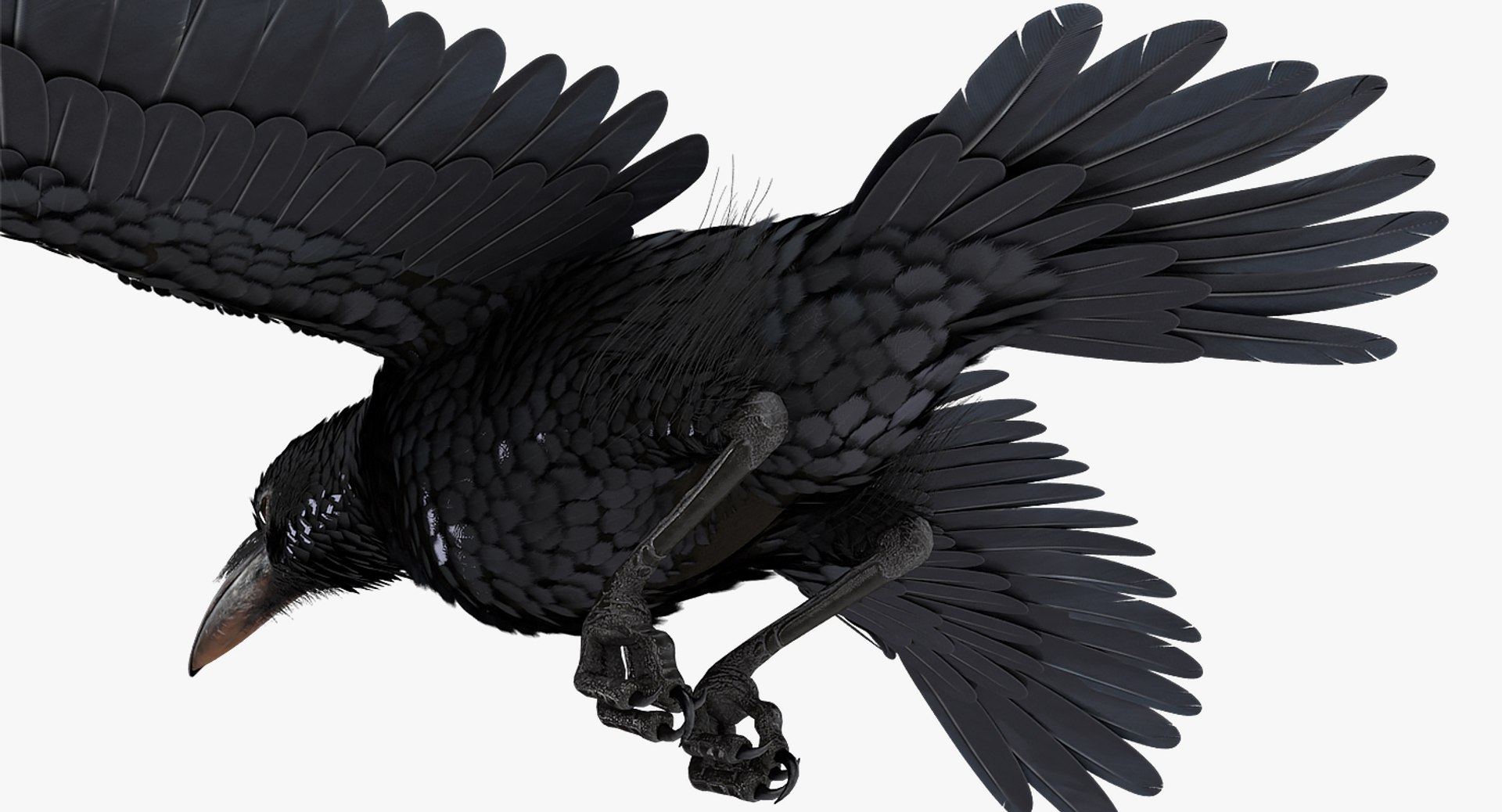 3D Soars Common Raven Rigged - TurboSquid 1428913