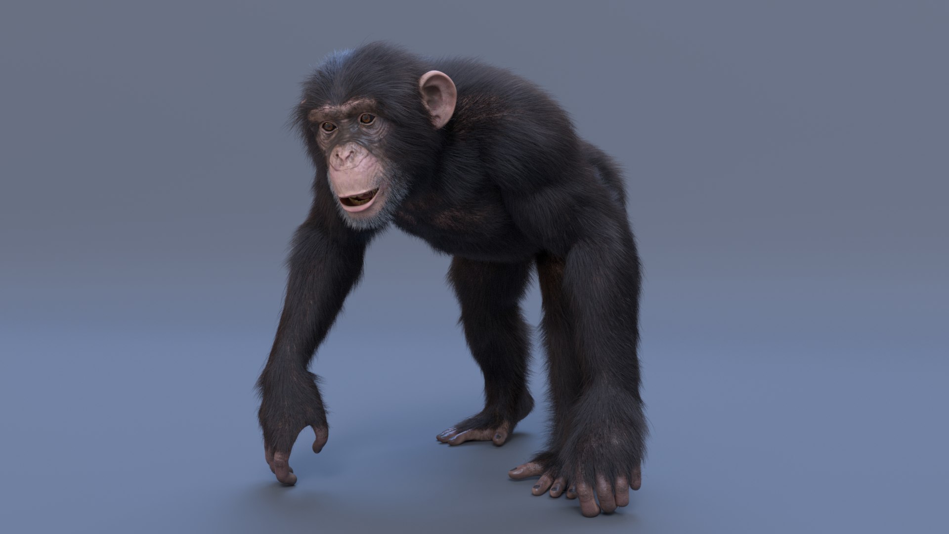 3D Chimpanzee Model - TurboSquid 2275890