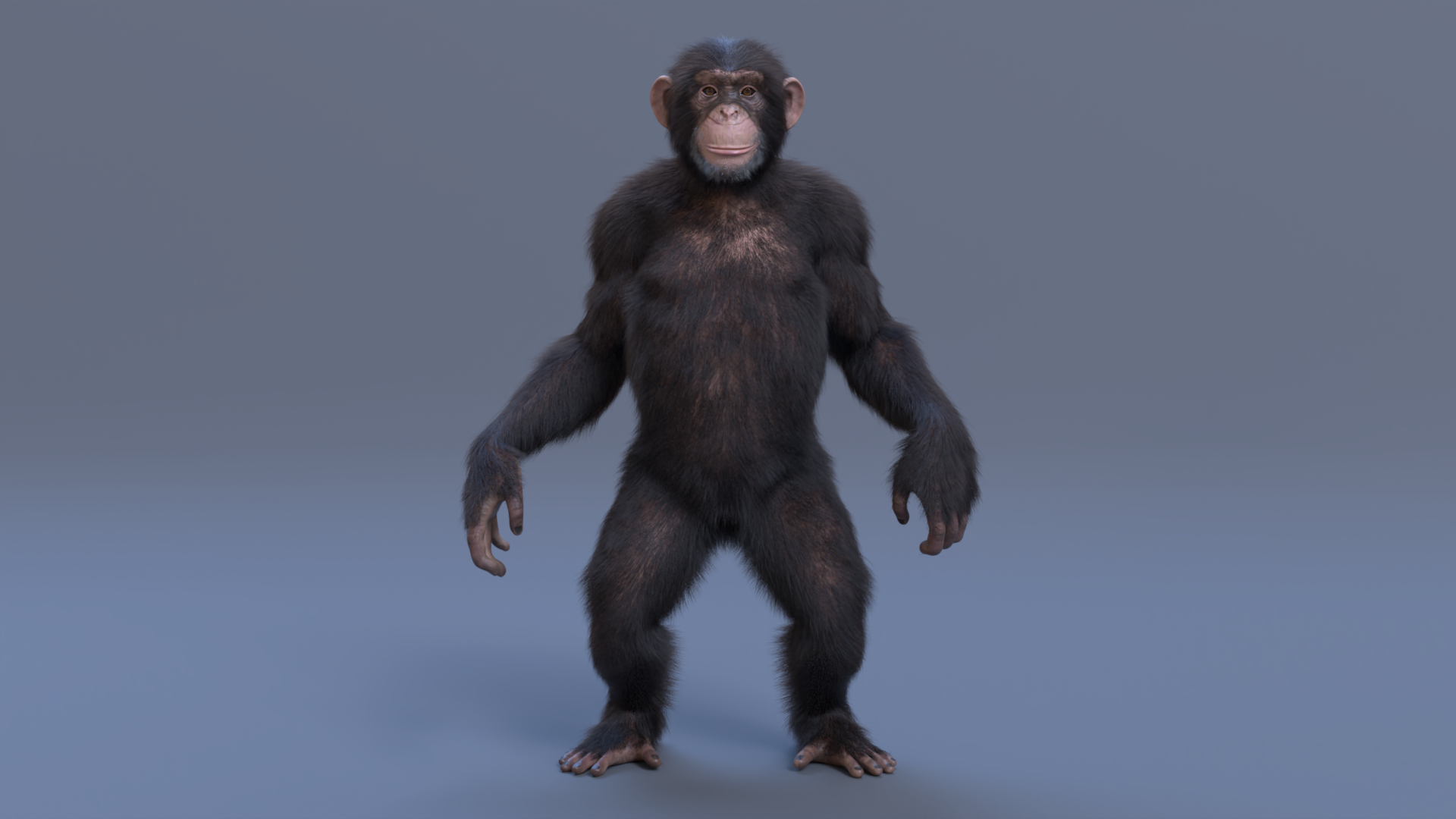 3D Chimpanzee Model - TurboSquid 2275890