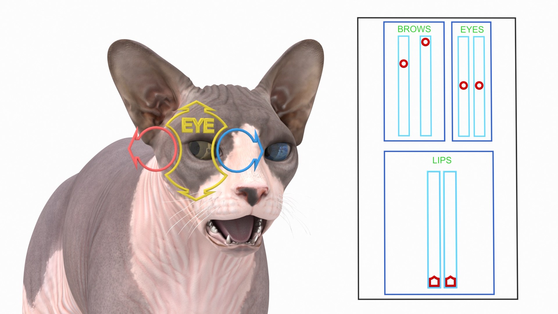 3D Sphynx Cat Heterochromia Rigged - TurboSquid 1655397