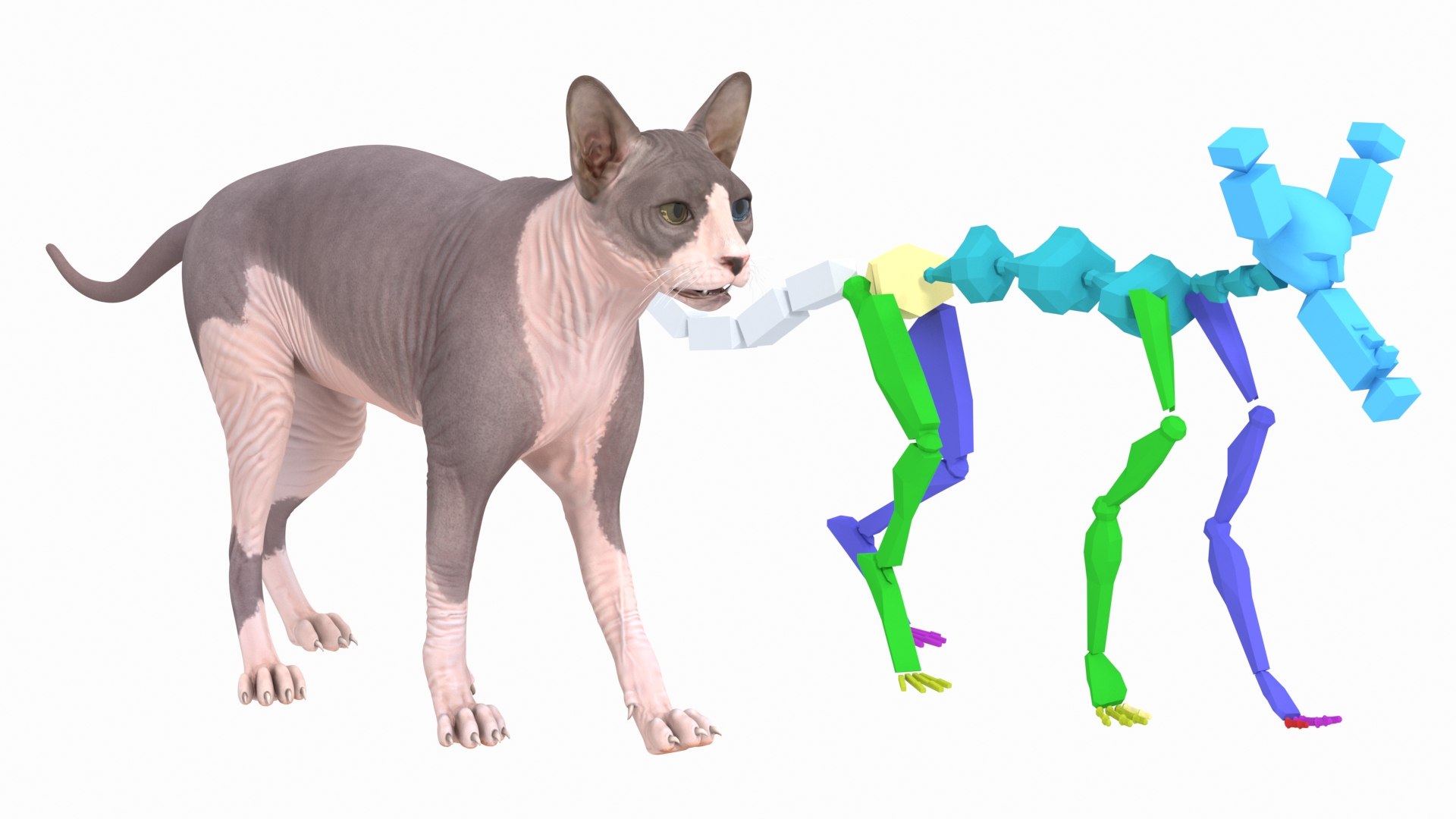 3D Sphynx Cat Heterochromia Rigged - TurboSquid 1655397