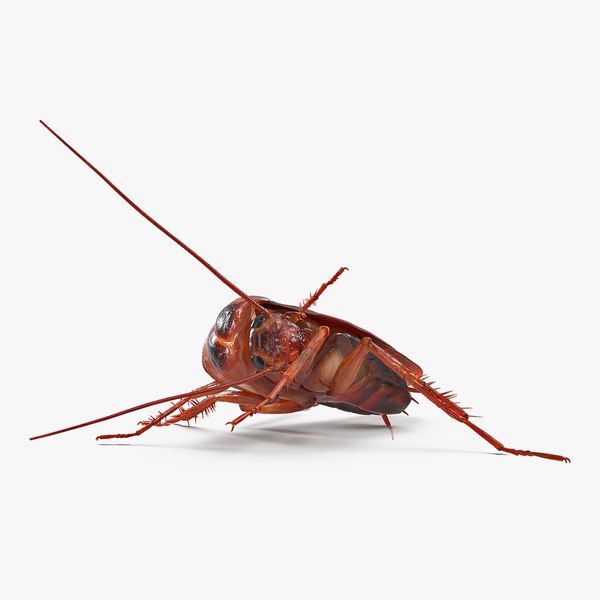 3D cockroach cleans paw animal model - TurboSquid 1486992