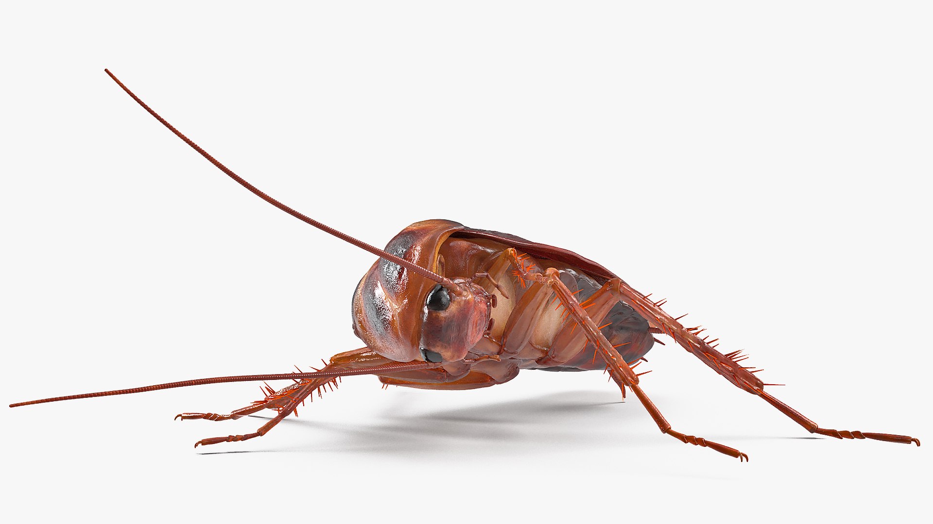 3D Cockroach Cleans Paw Animal Model - TurboSquid 1486992