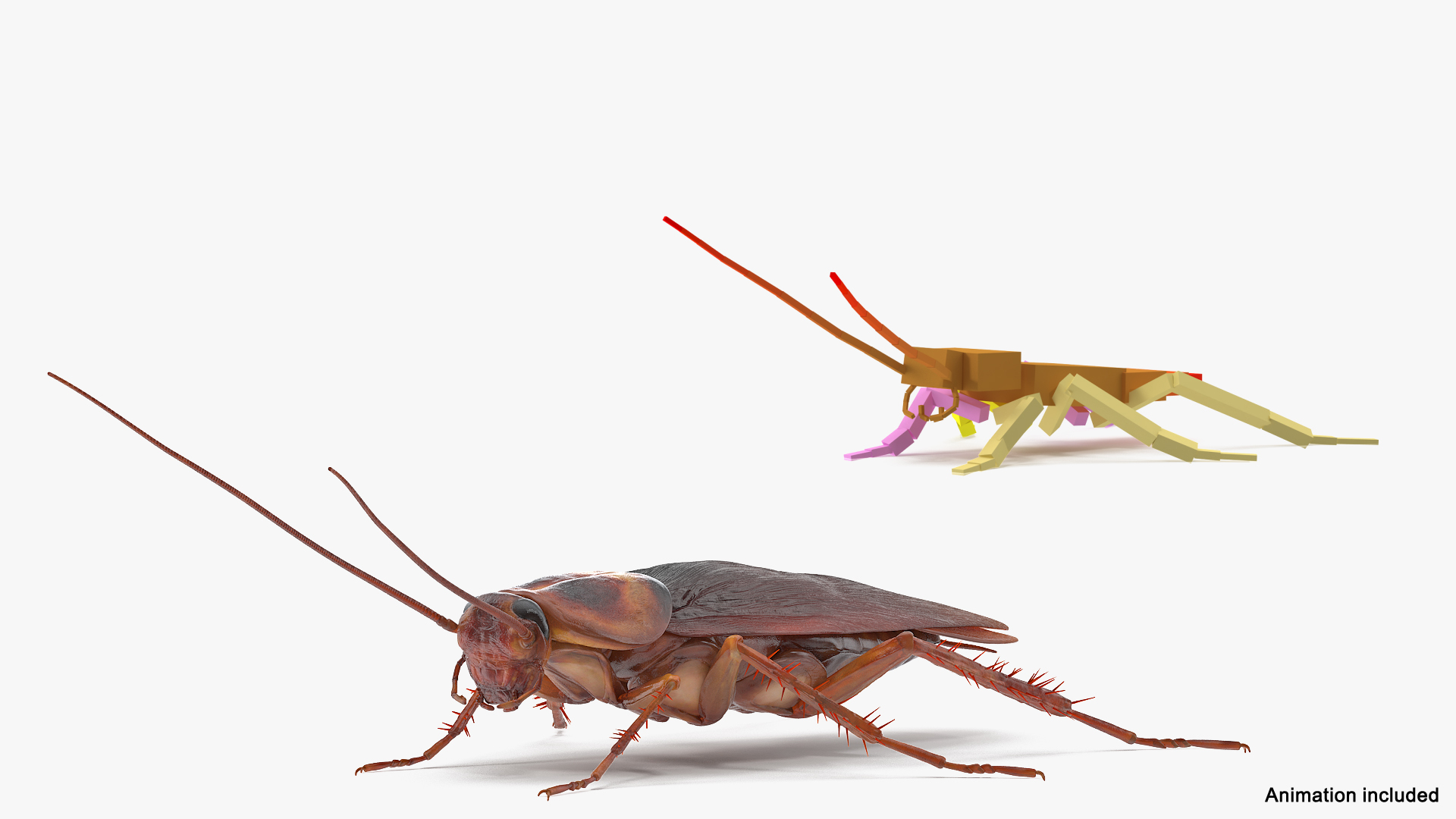 3D Cockroach Cleans Paw Animal Model - TurboSquid 1486992