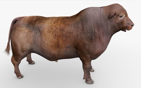 modelo 3d ANGUS ROJO Aparejado L2086 - TurboSquid 2154901