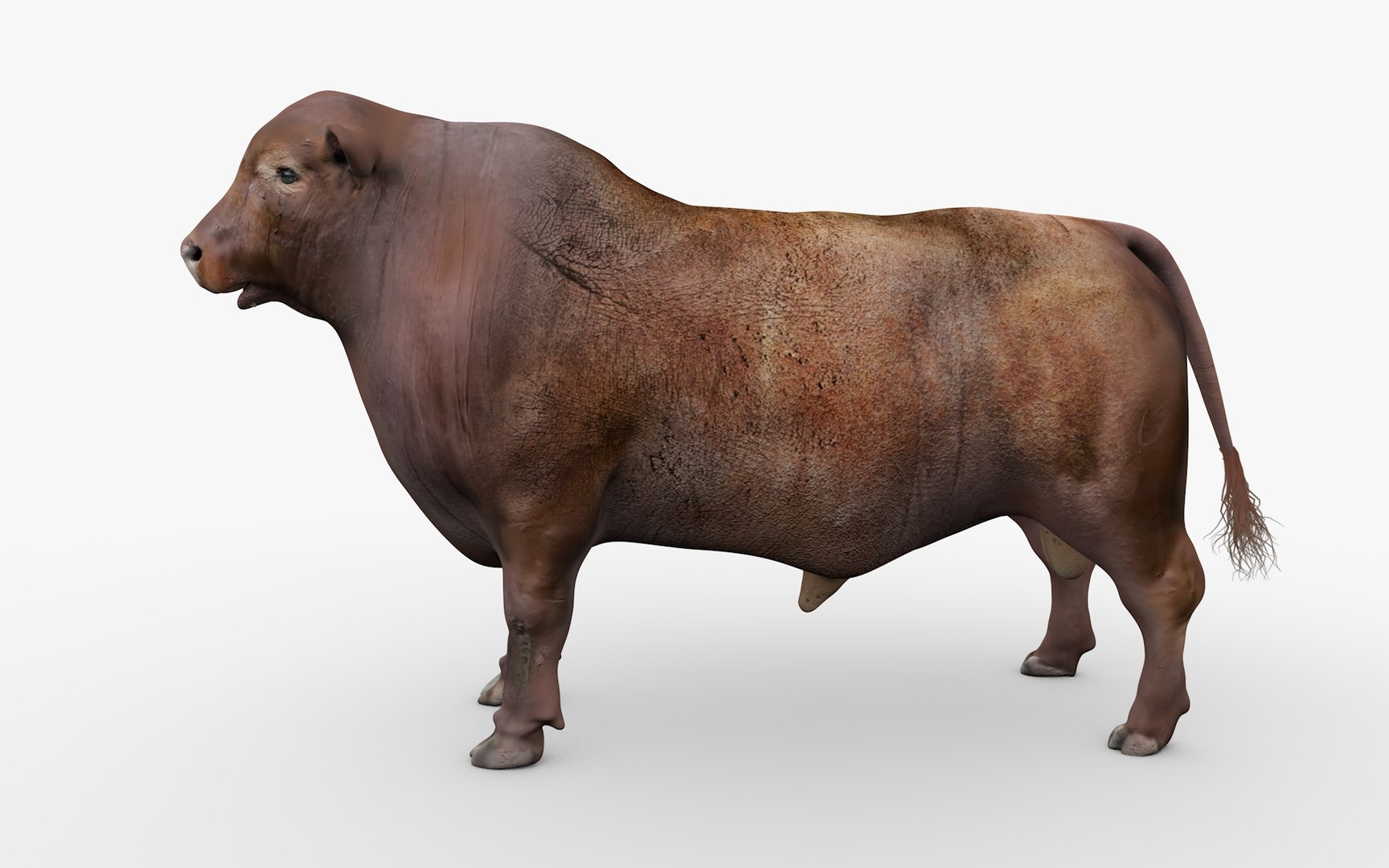 3D RED ANGUS Rigged L2086 model - TurboSquid 2154901