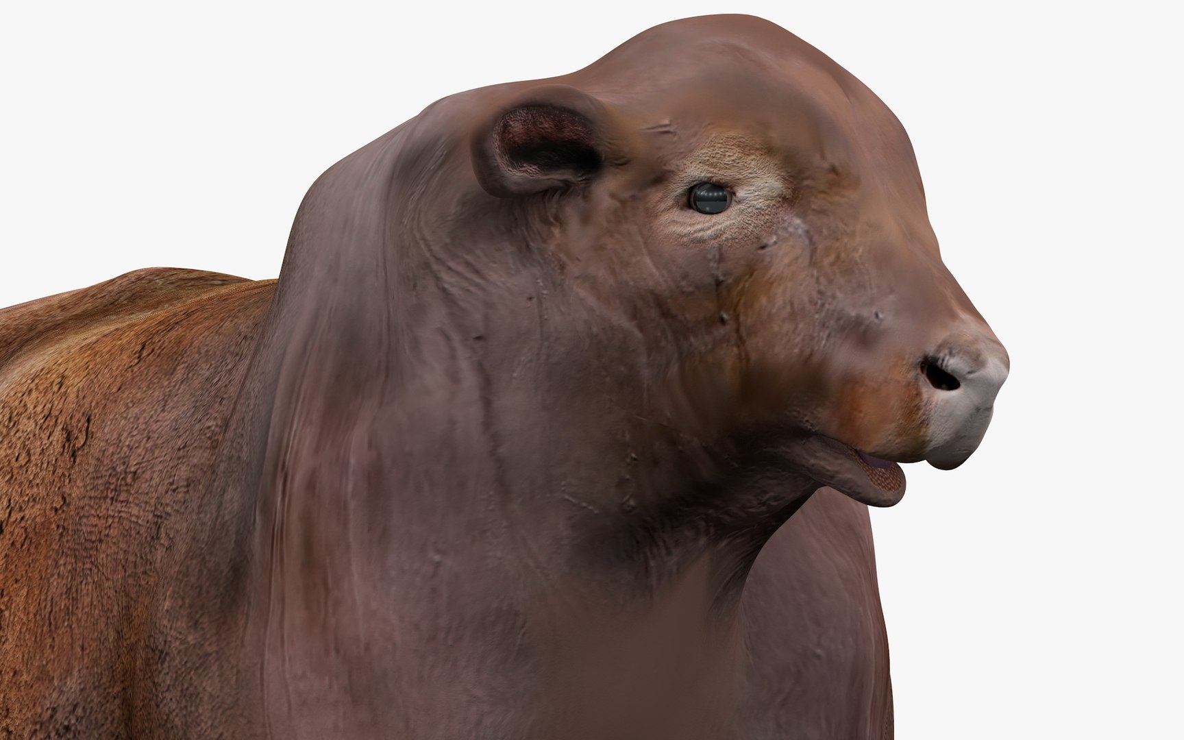 3D RED ANGUS Rigged L2086 model - TurboSquid 2154901