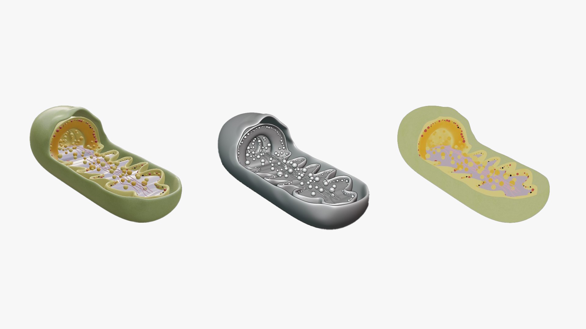 Mitochondria Cross Section Anatomy Model - TurboSquid 2035056