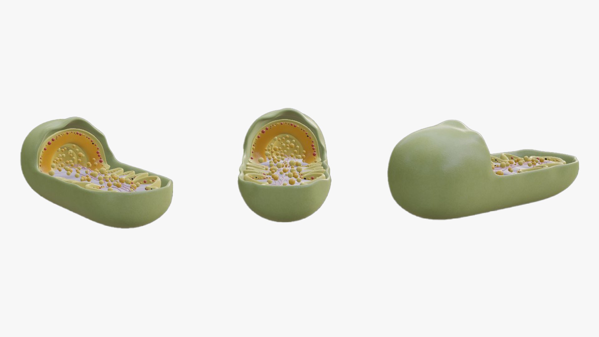 Mitochondria Cross Section Anatomy Model - TurboSquid 2035056