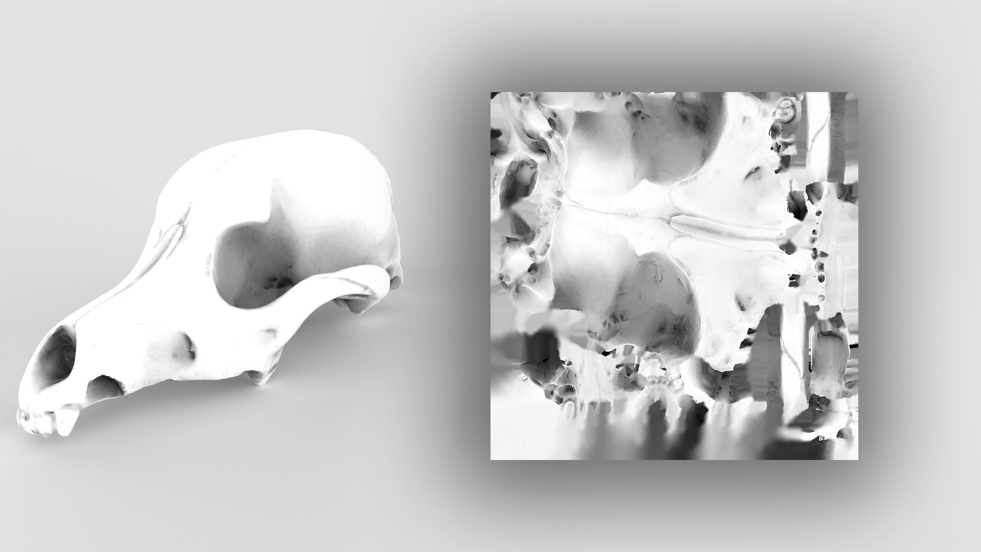 Real Dog Skull Scan 3D Model - TurboSquid 2077681
