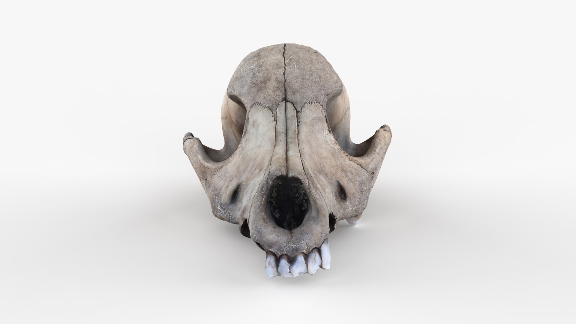 Real Dog Skull Scan 3D Model - TurboSquid 2077681