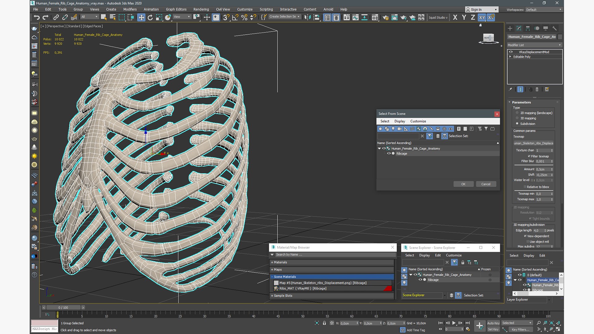 Human Female Rib Cage Anatomy 3D - TurboSquid 2390656