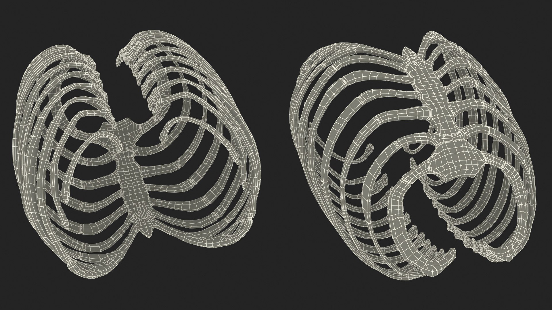 Human Female Rib Cage Anatomy 3D - TurboSquid 2390656