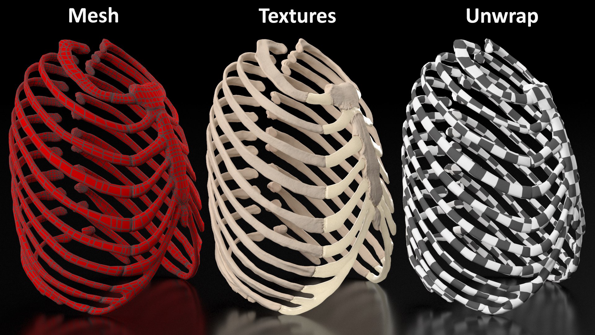 Human Female Rib Cage Anatomy 3D - TurboSquid 2390656