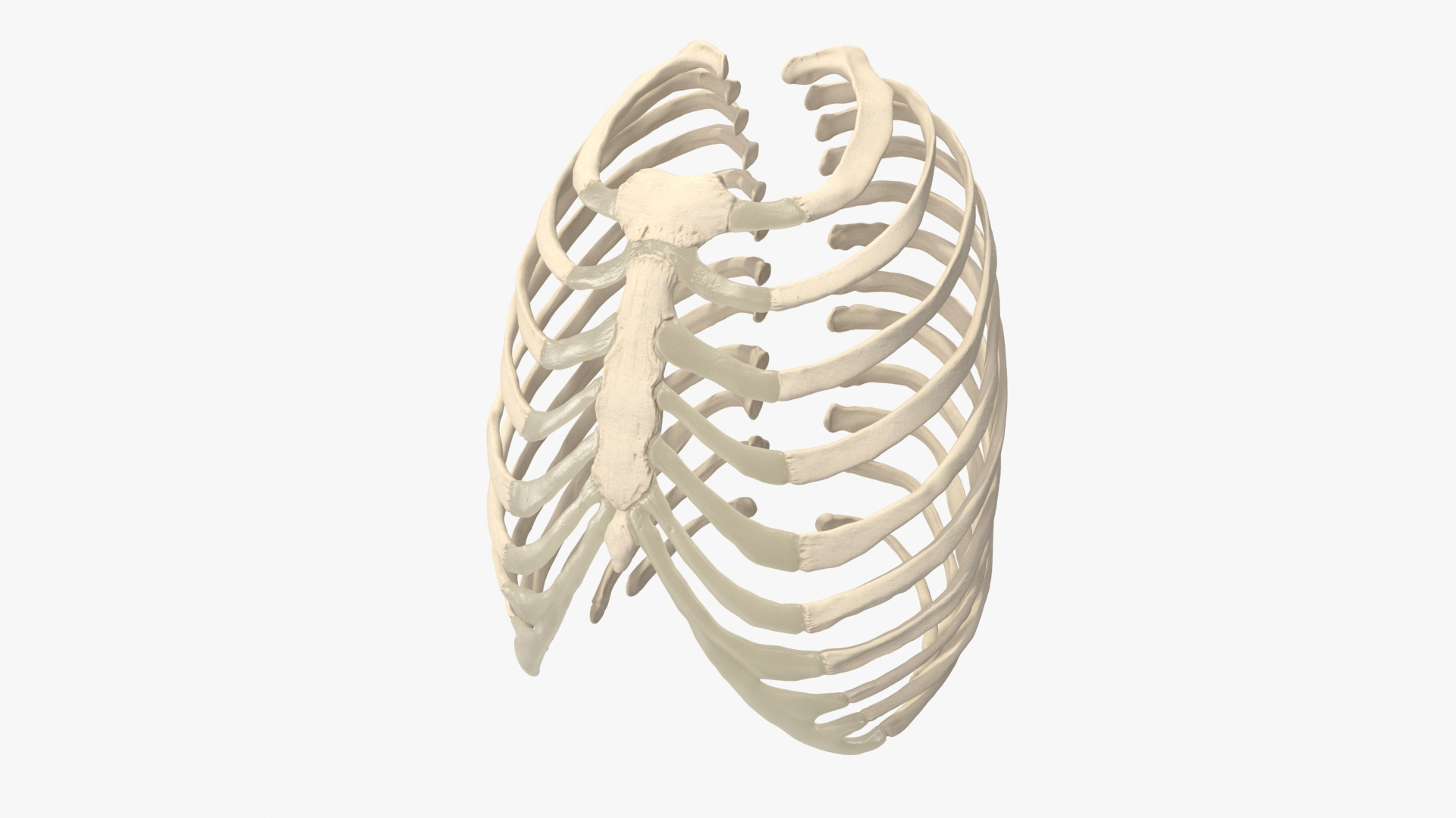 Human Female Rib Cage Anatomy 3D - TurboSquid 2390656