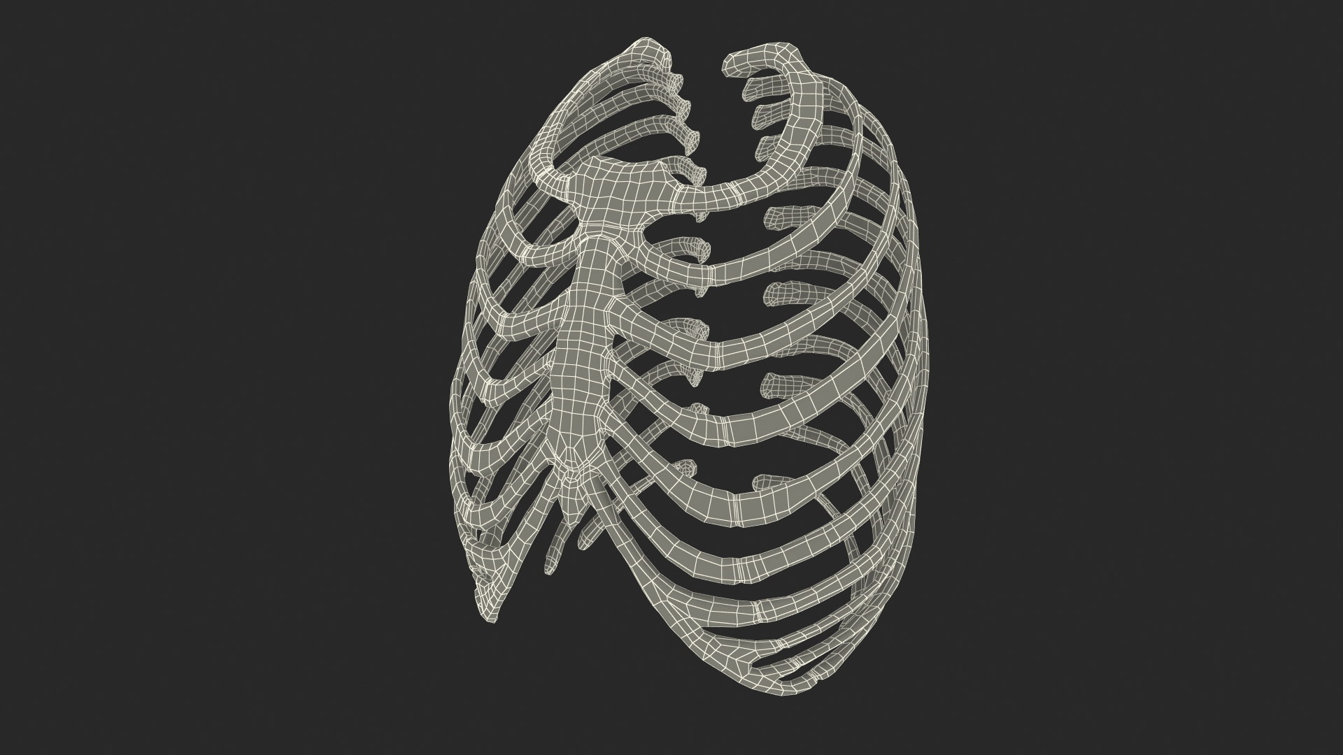 Human Female Rib Cage Anatomy 3D - TurboSquid 2390656