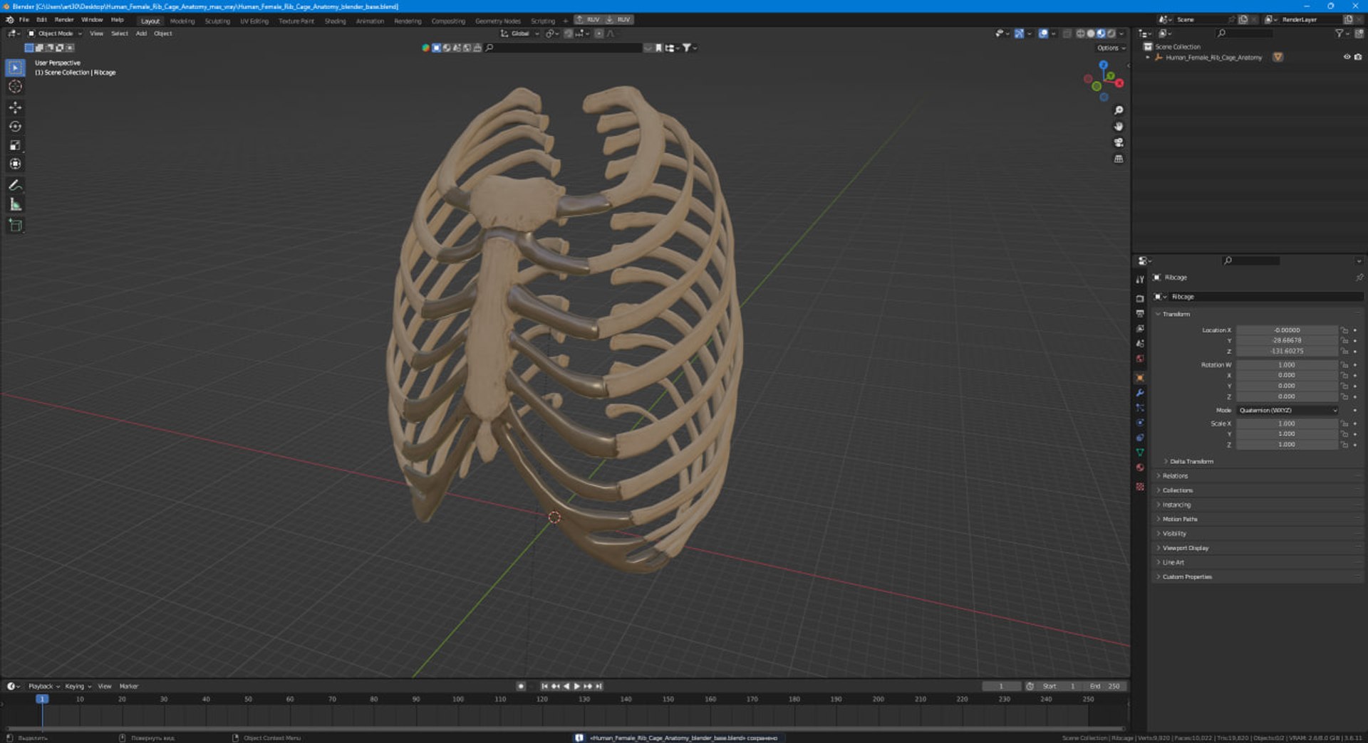 Human Female Rib Cage Anatomy 3D - TurboSquid 2390656