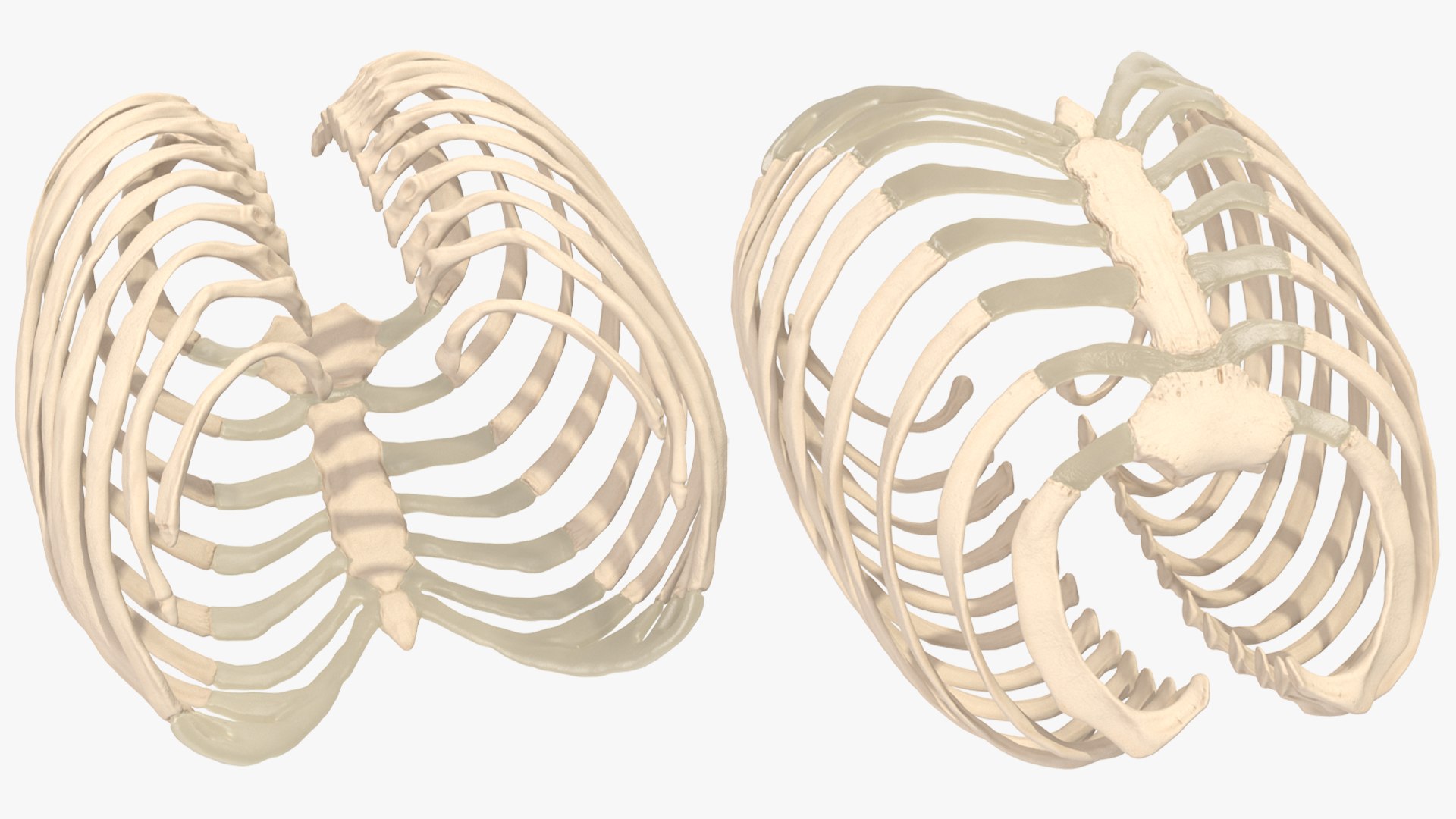 Human Female Rib Cage Anatomy 3D - TurboSquid 2390656