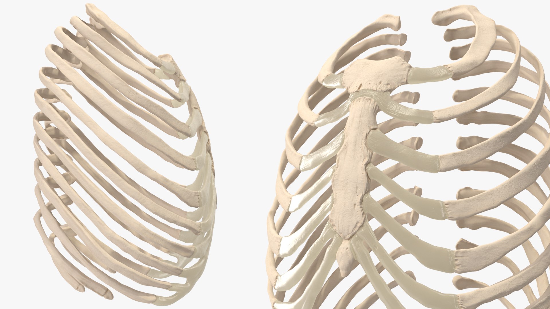 Human Female Rib Cage Anatomy 3D - TurboSquid 2390656