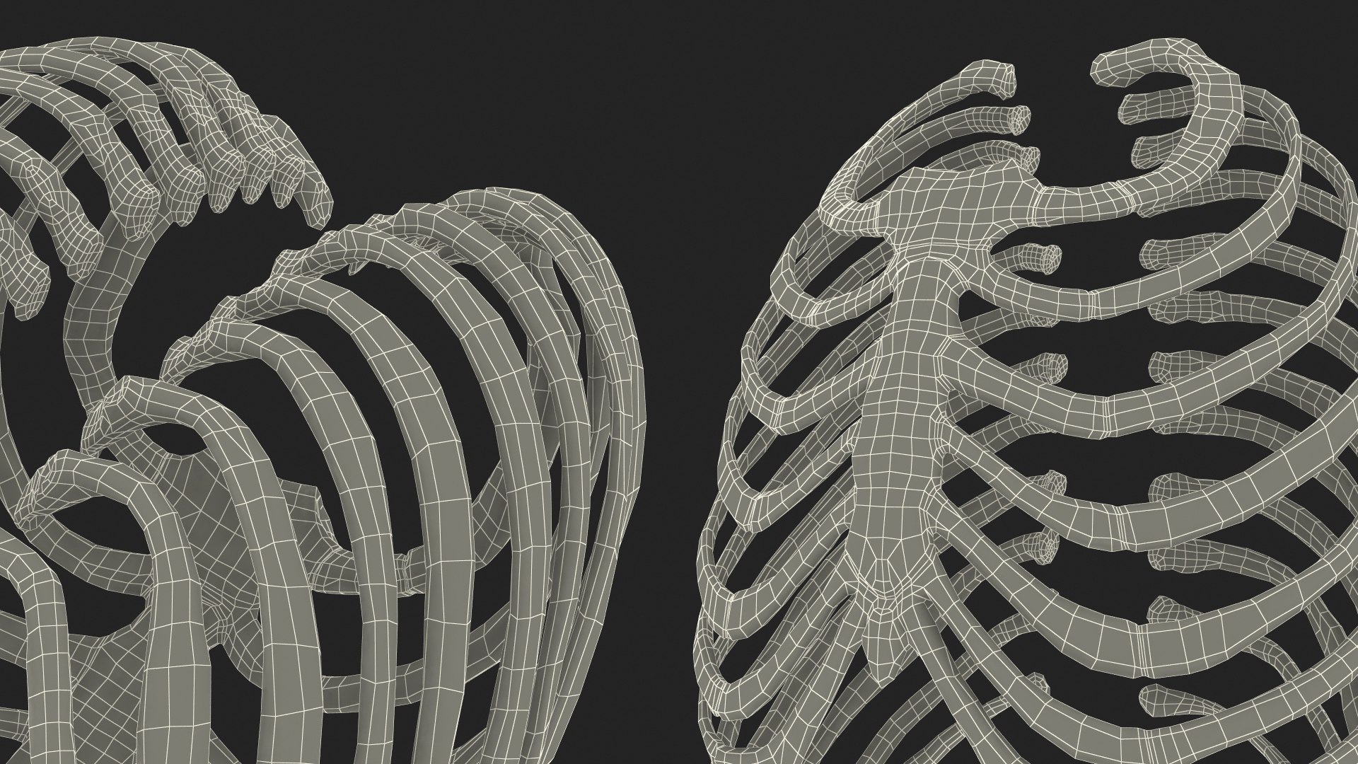 Human Female Rib Cage Anatomy 3D - TurboSquid 2390656