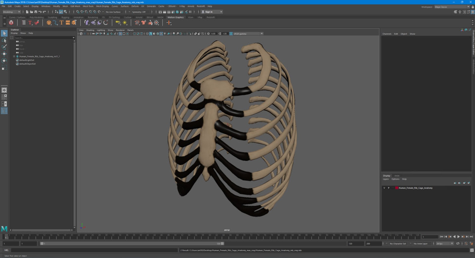Human Female Rib Cage Anatomy 3D - TurboSquid 2390656